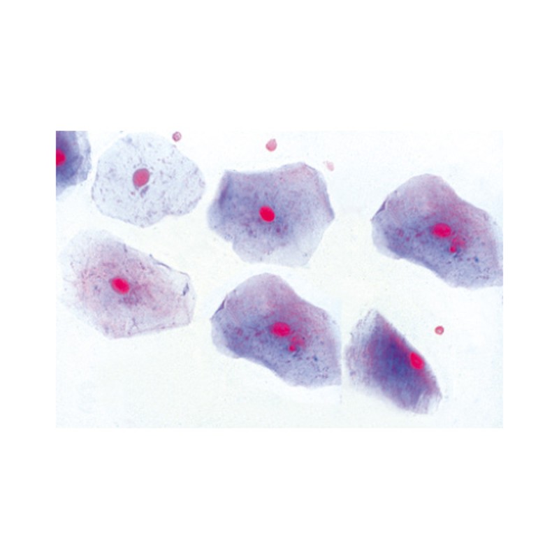 Normal Human Microscope Slides (Large) | Health and Care